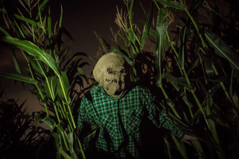 Haunted Field of Screams & Maize in the City | The Denver Ear